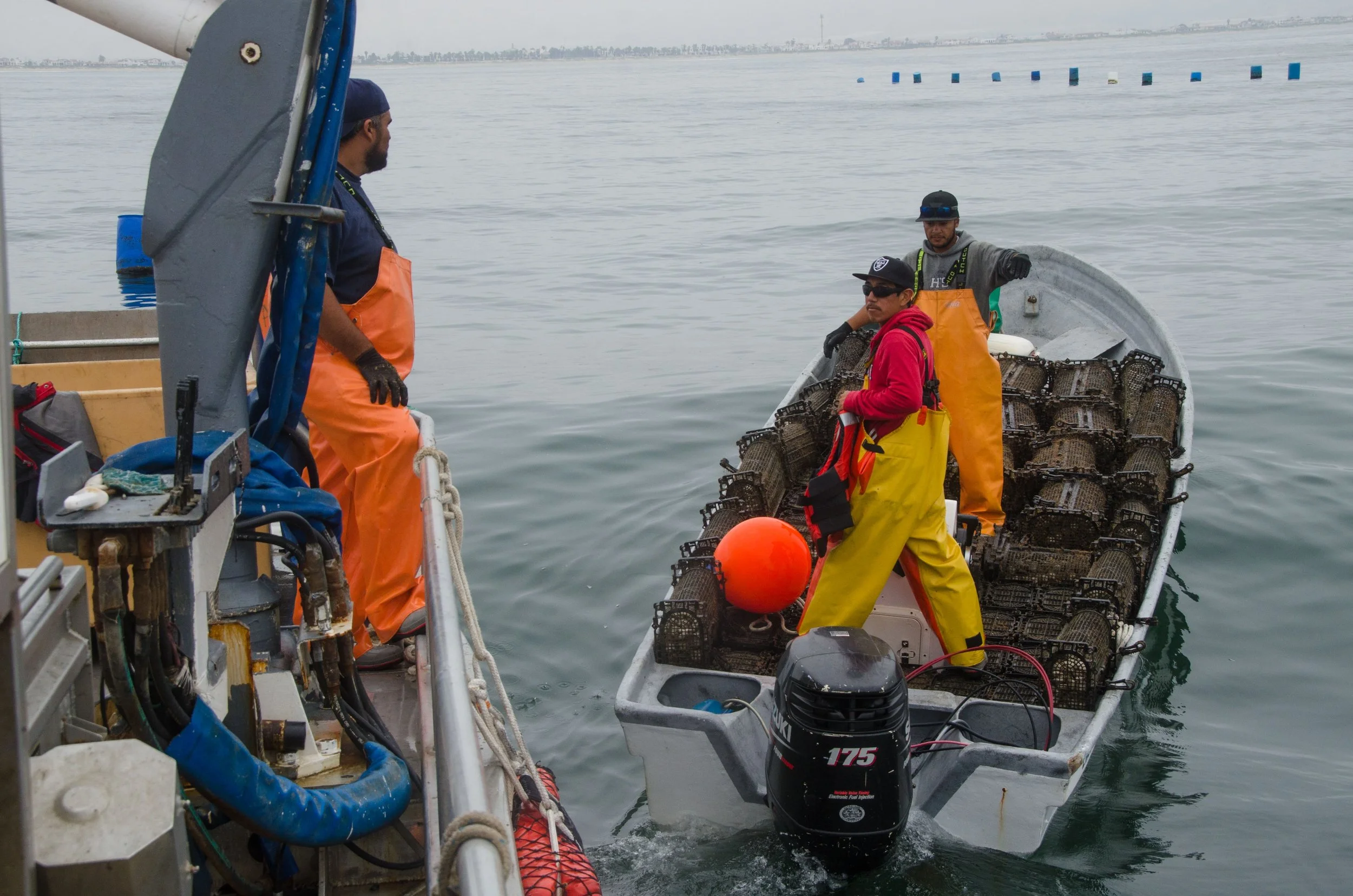 Cold Conditioning | Baja Shellfish Farms