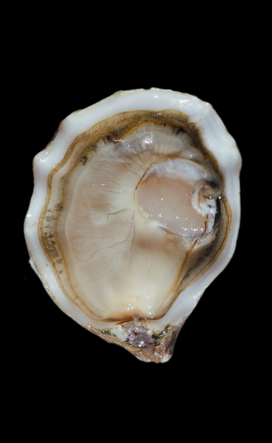 Premium Pacific Oysters | Baja Shellfish Farms