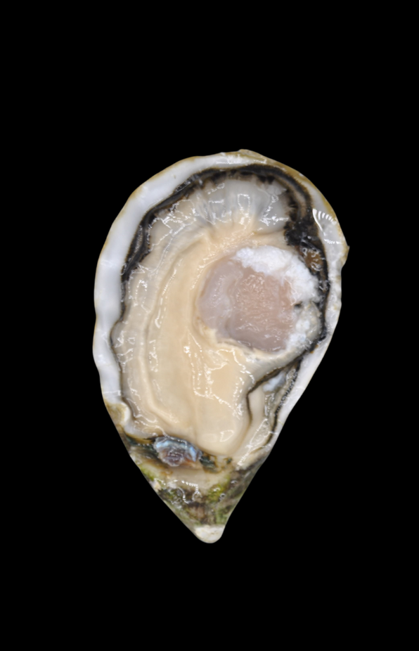 Kumiai | Pai Pai | Kiliwa | Chingon | Baja Shellfish Farms