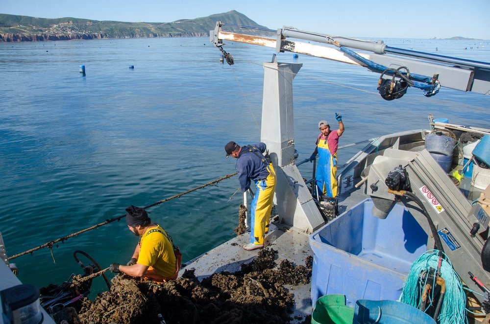 Mussel Farm | Whales Cove | Baja Shellfish Farms