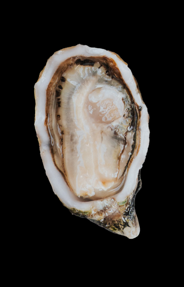 Kumiai | Pai Pai | Kiliwa | Chingon | Baja Shellfish Farms