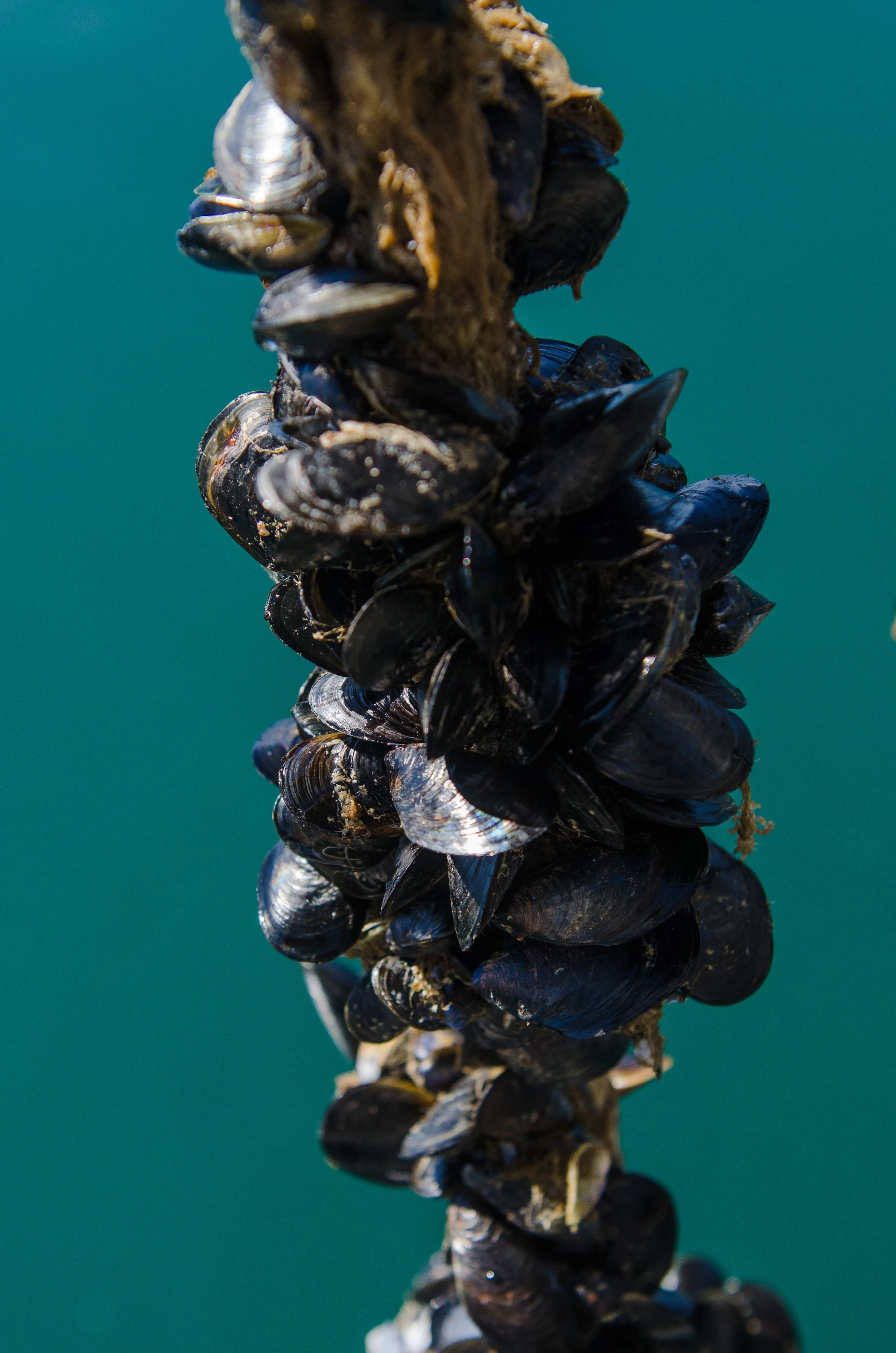 Black Mussels, Mediterranean, PEI & Green | Baja Shellfish Farms