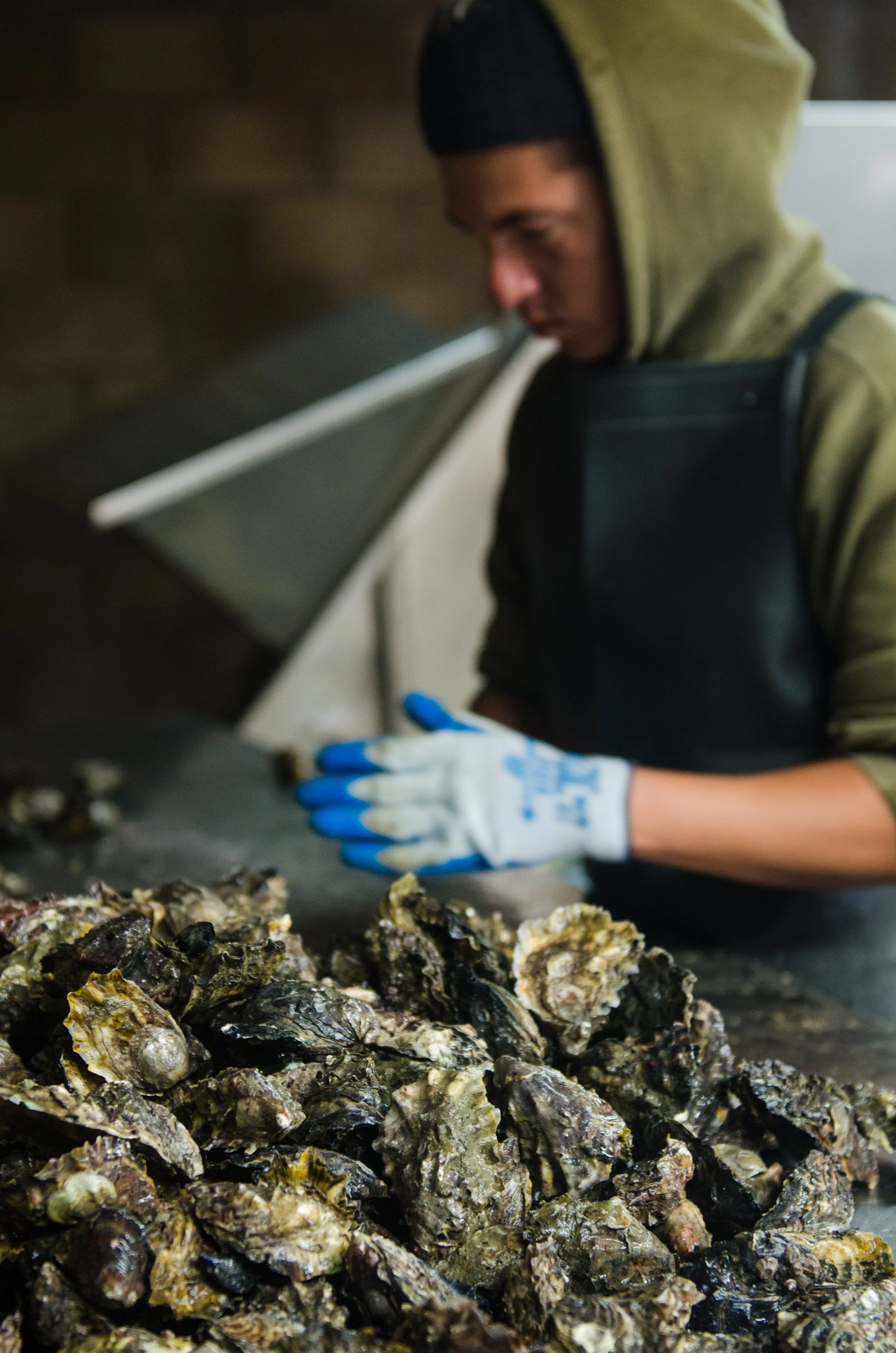 Our Story | Baja Shellfish Farms
