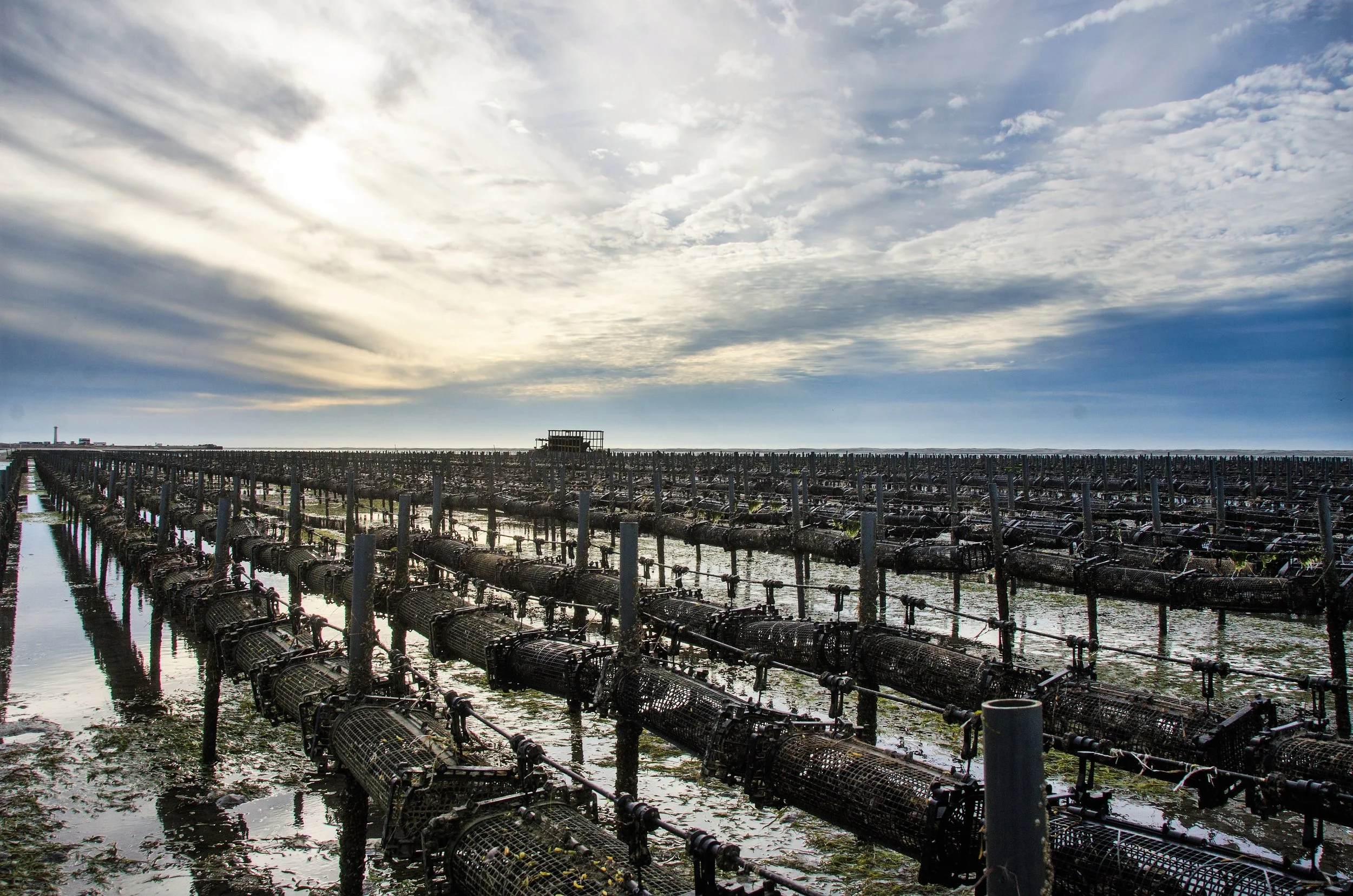 Baja Shellfish Farms | Mexico's Premier Shellfish Producers