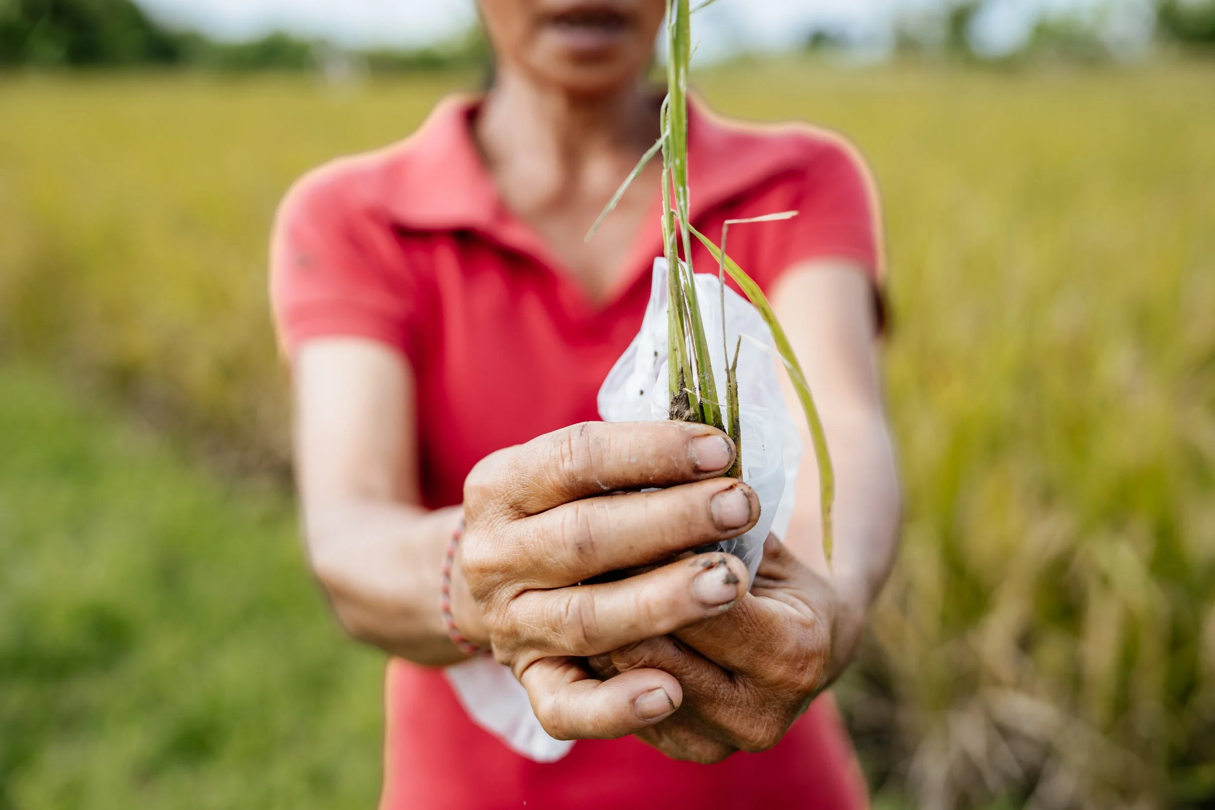 Press Release: ZFPA, Astungkara Way, and reNature Collaborate to Introduce Regenerative Rice ...