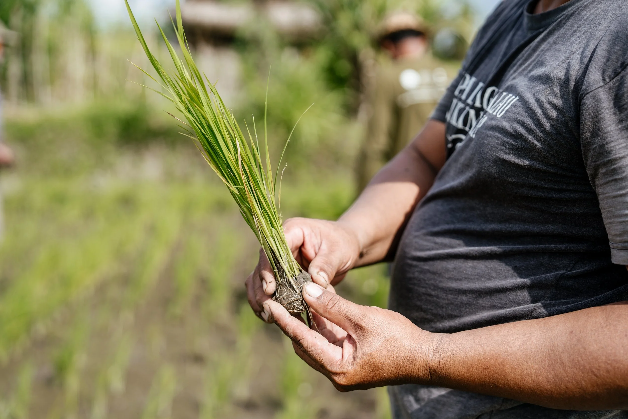 Regenerative Rice — zerofoodprintasia