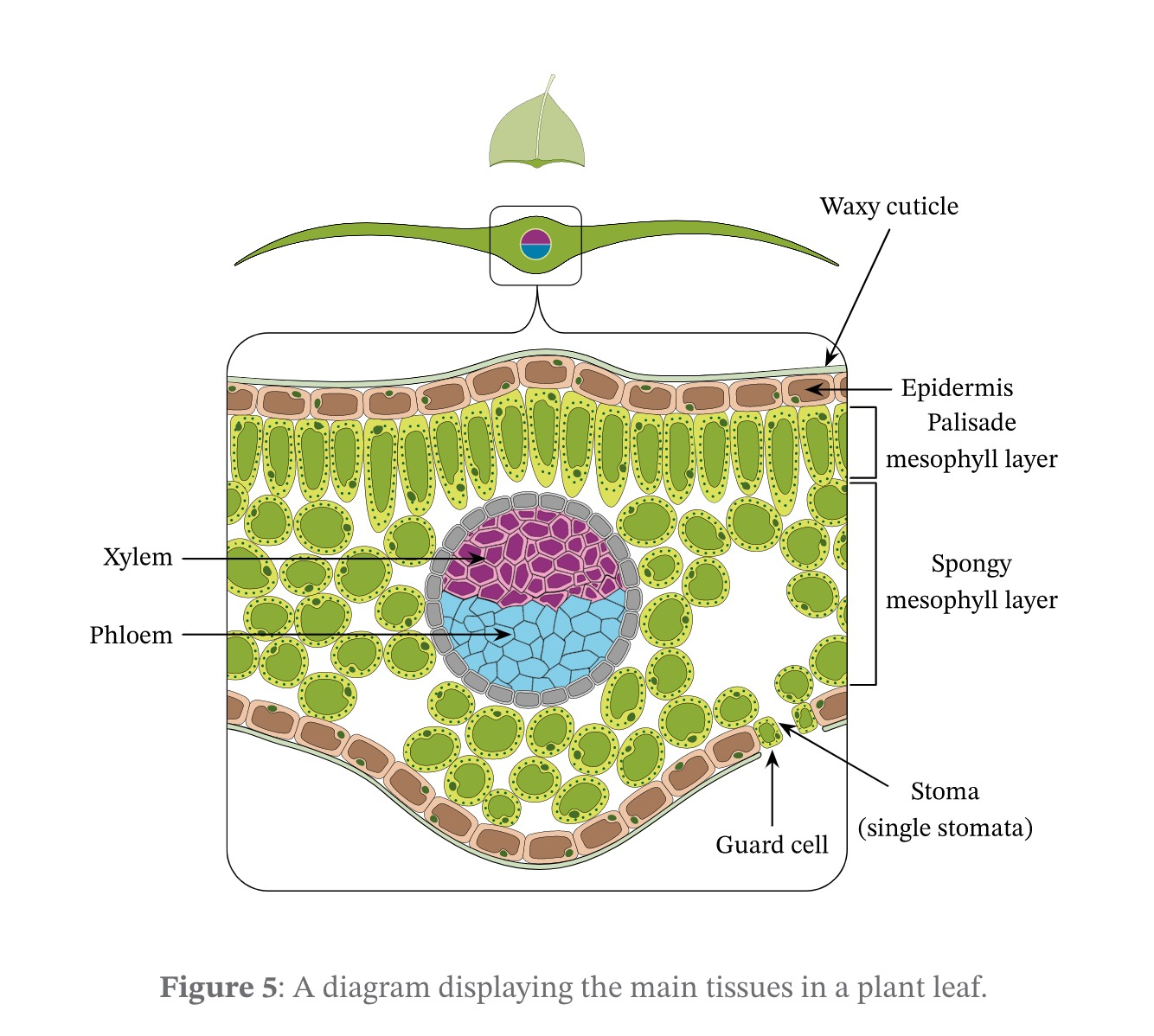 How Lipids Help Plants Conserve Water and Deter Pests — zerofoodprintasia