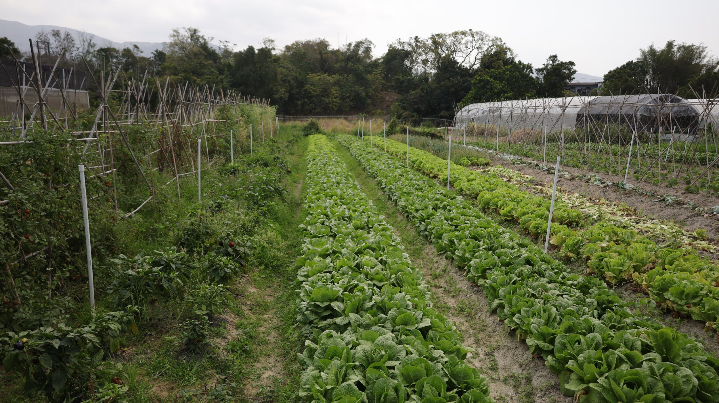 Organic Farmula — zerofoodprintasia