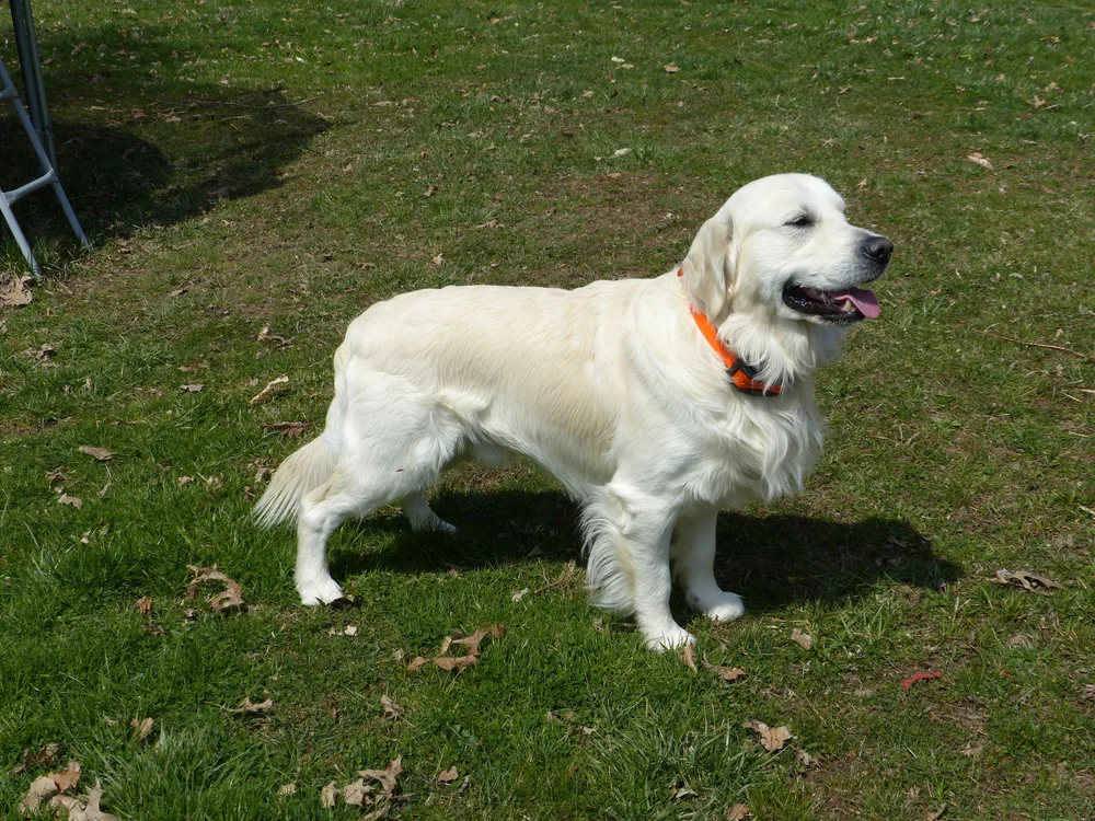 ~ Land of Gold ~ English Golden Retrievers