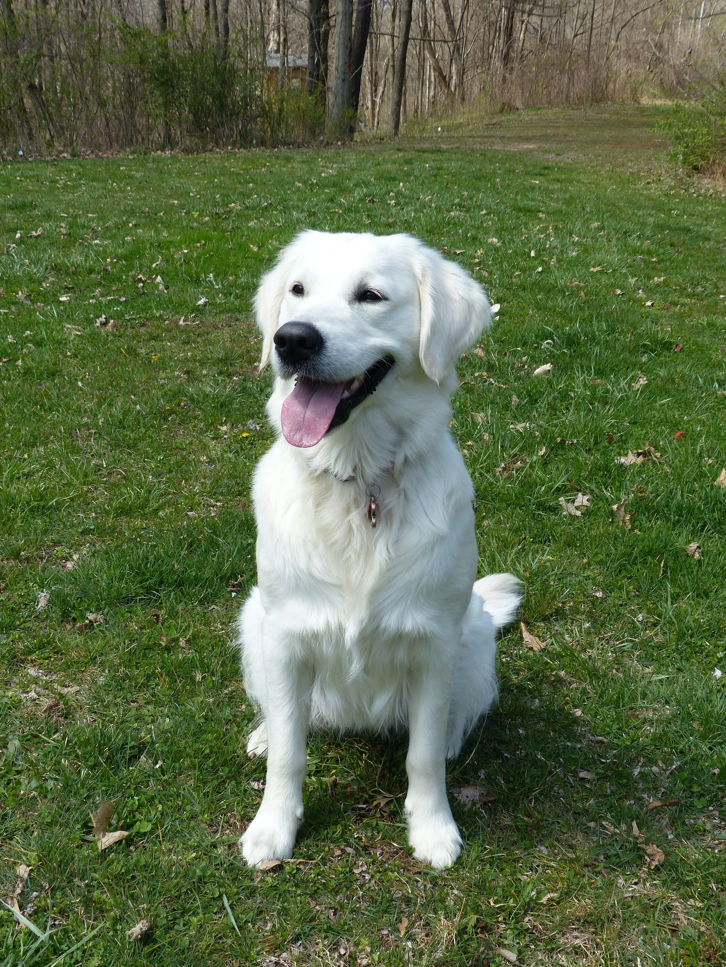 ~ Land of Gold ~ English Golden Retrievers