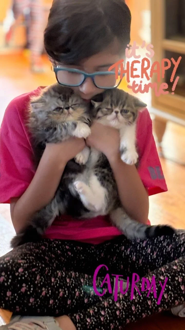 Exotic Shorthair Kittens and Cats of Cape Cod