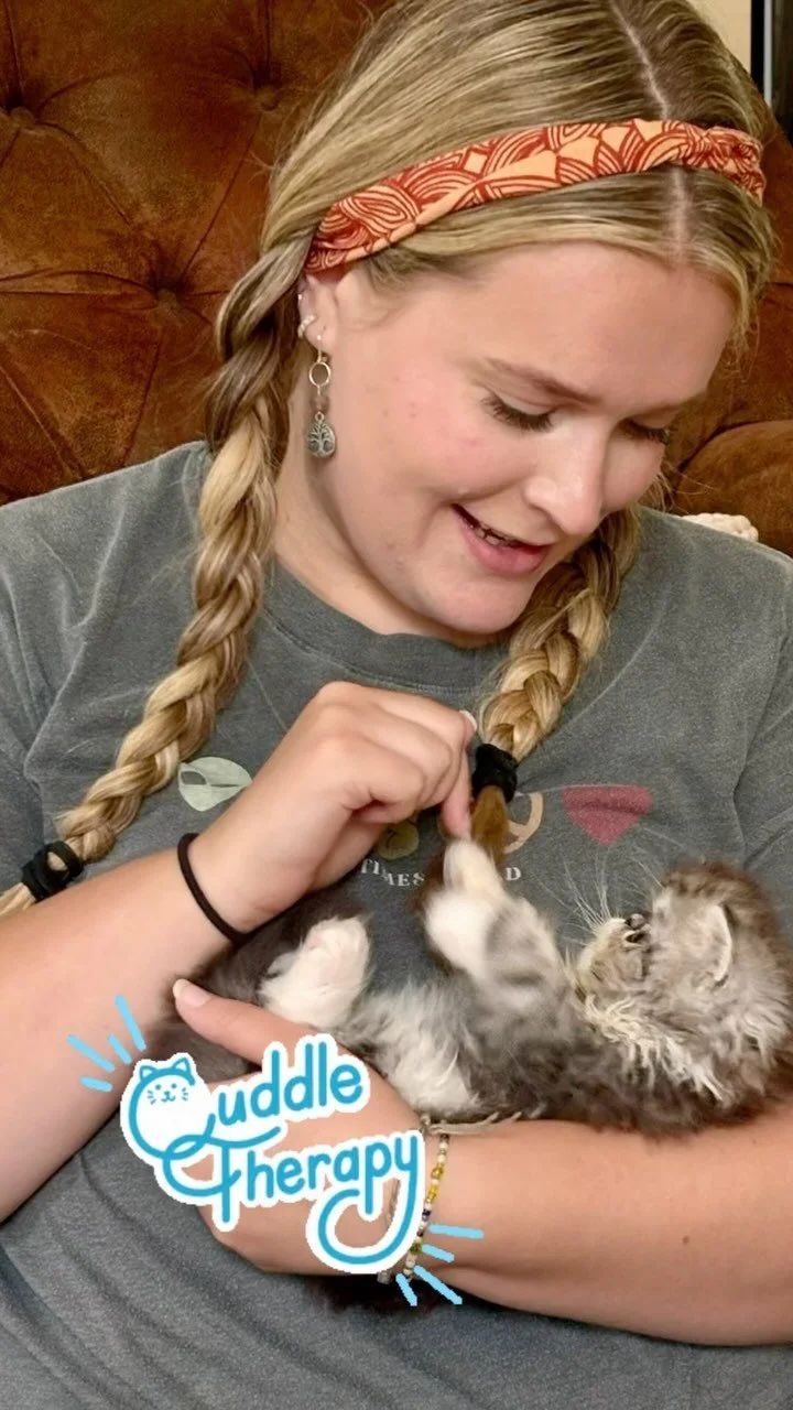 Exotic Shorthair Kittens and Cats of Cape Cod