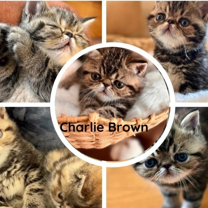 Exotic Shorthair Kittens and Cats of Cape Cod
