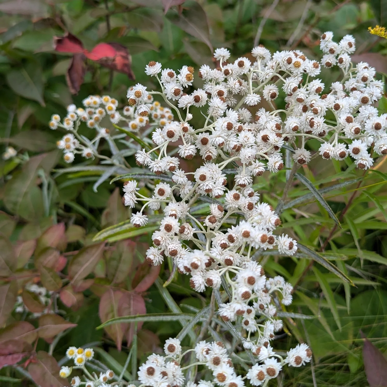 Native Groundcovers for Matrix Plantings — Nick's Natives