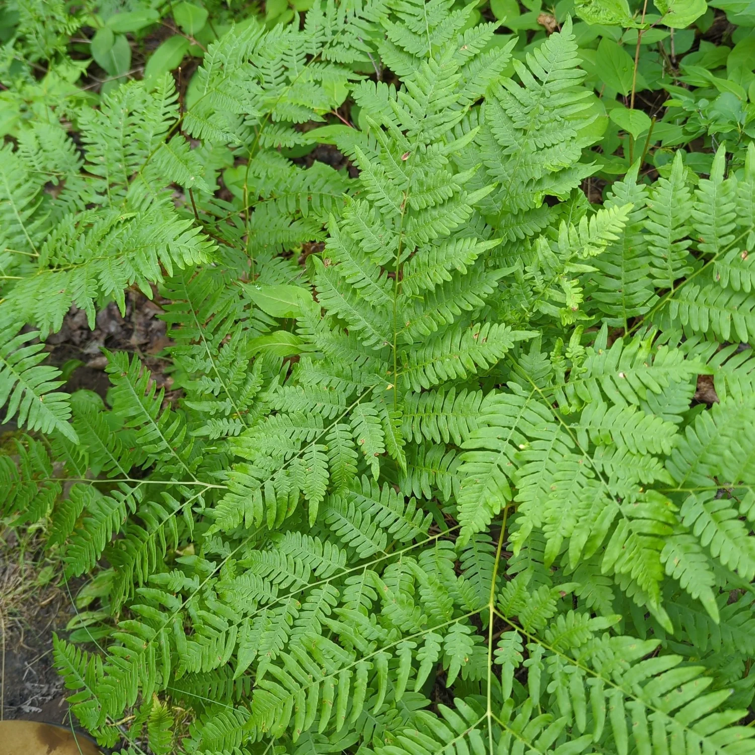 Native Groundcovers for Matrix Plantings — Nick's Natives