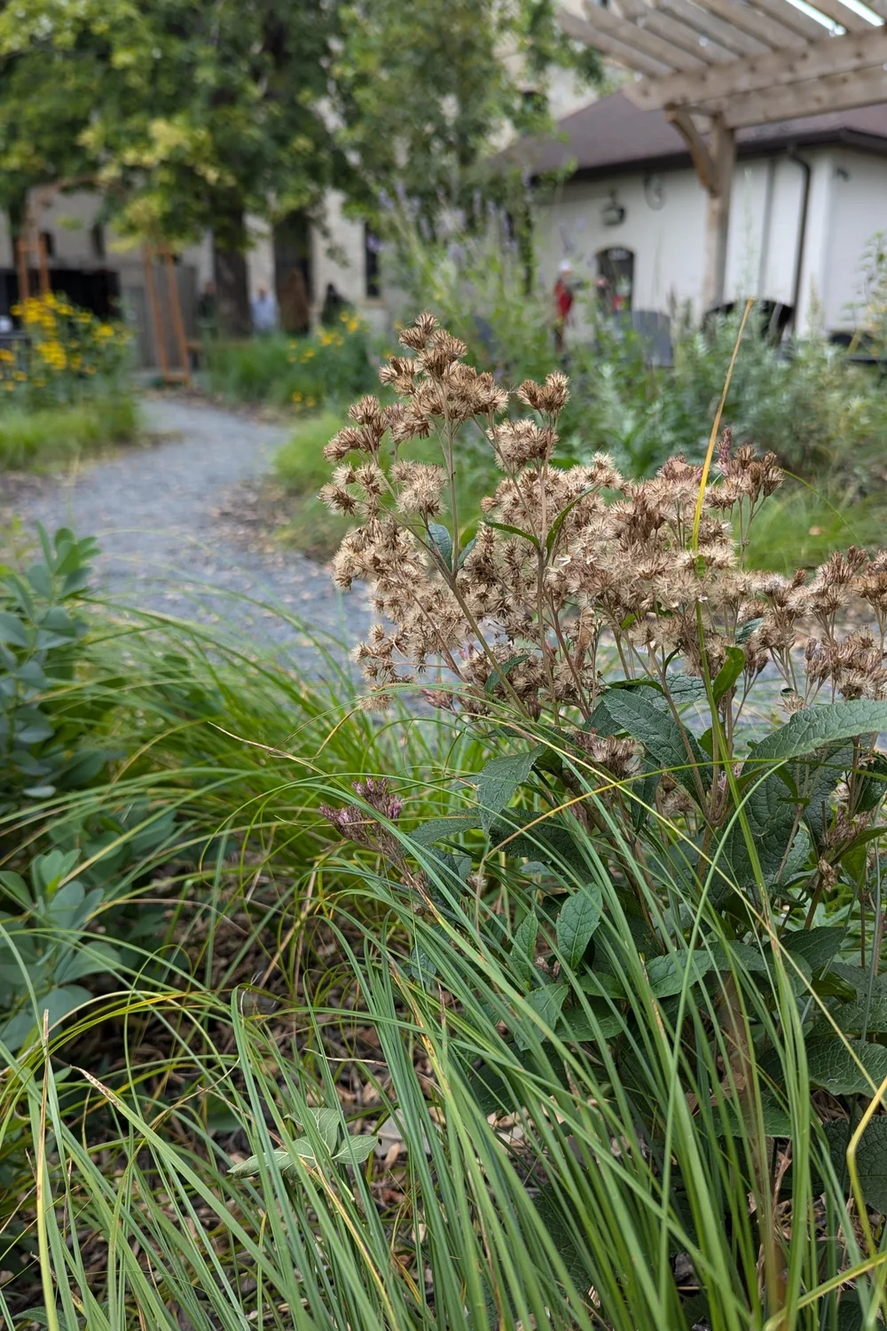 Native Groundcovers for Matrix Plantings — Nick's Natives