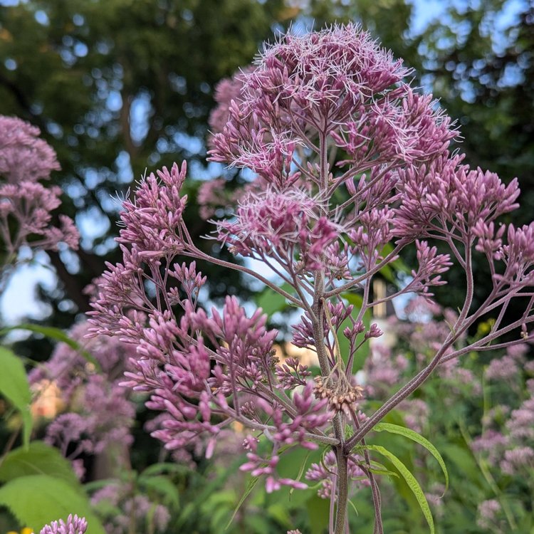 Using the Chelsea Chop for Native Plants — Nick's Natives