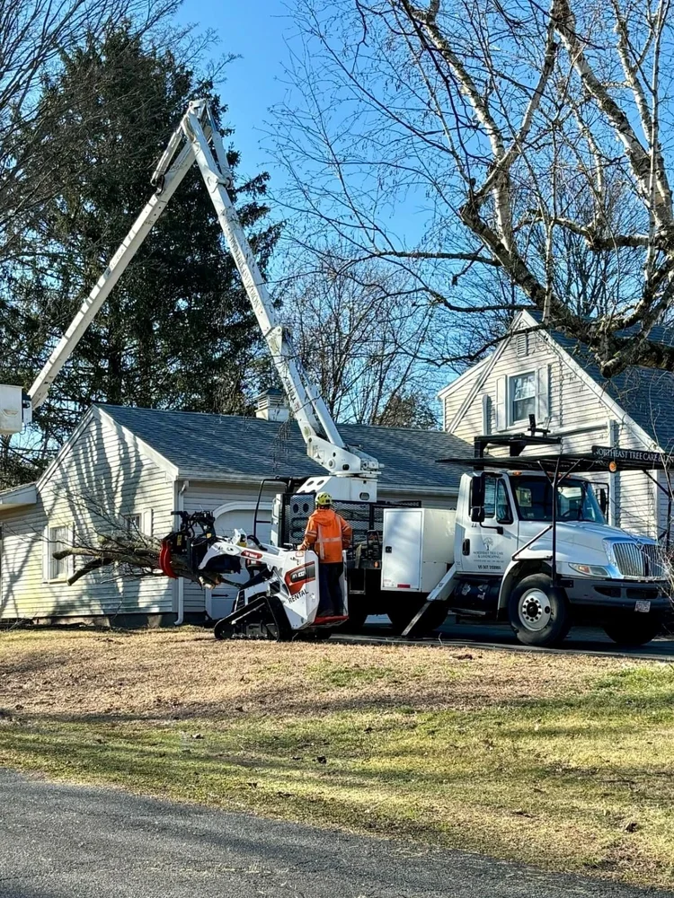 Northeast Tree Care
