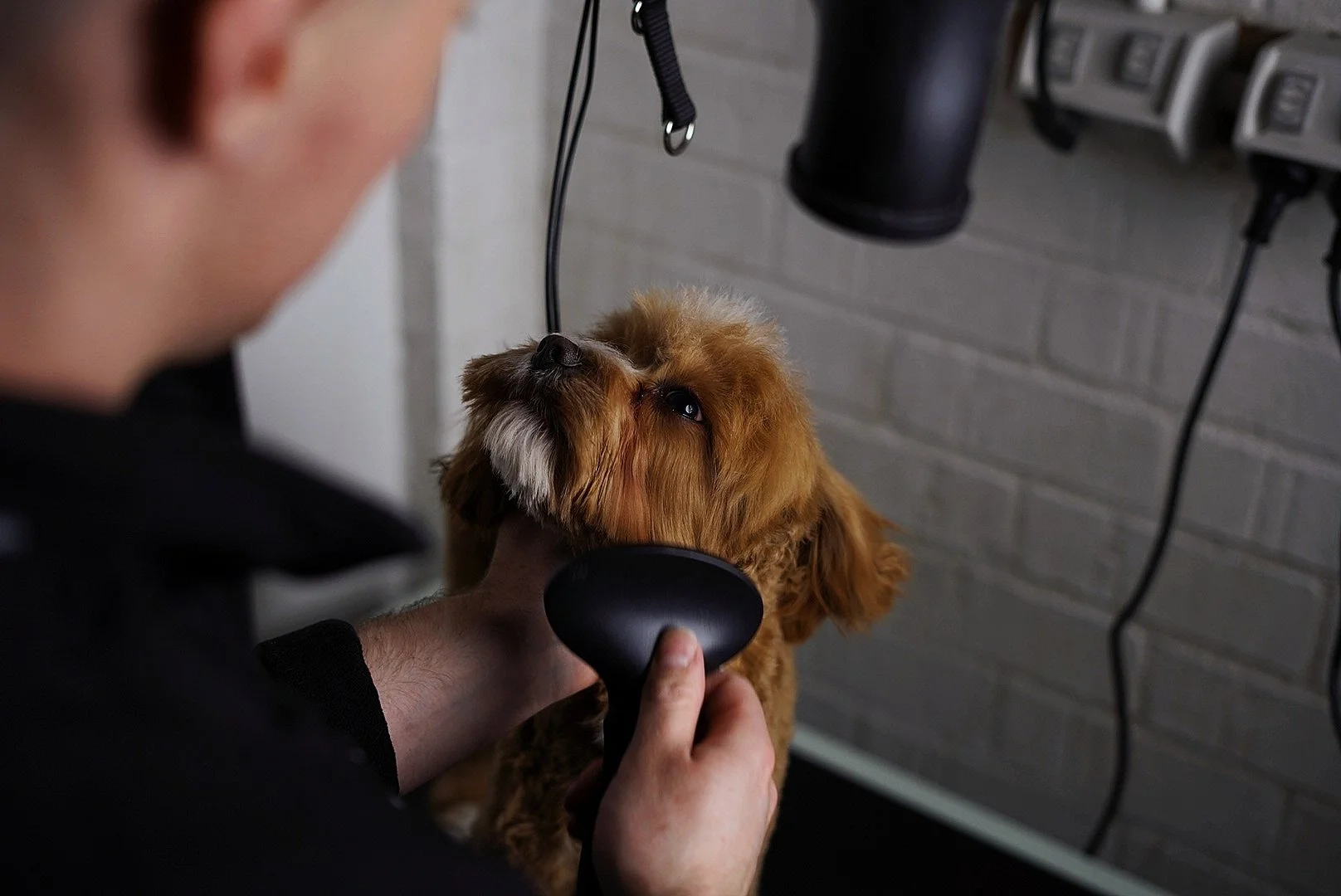 Book Online | The Dog Barber