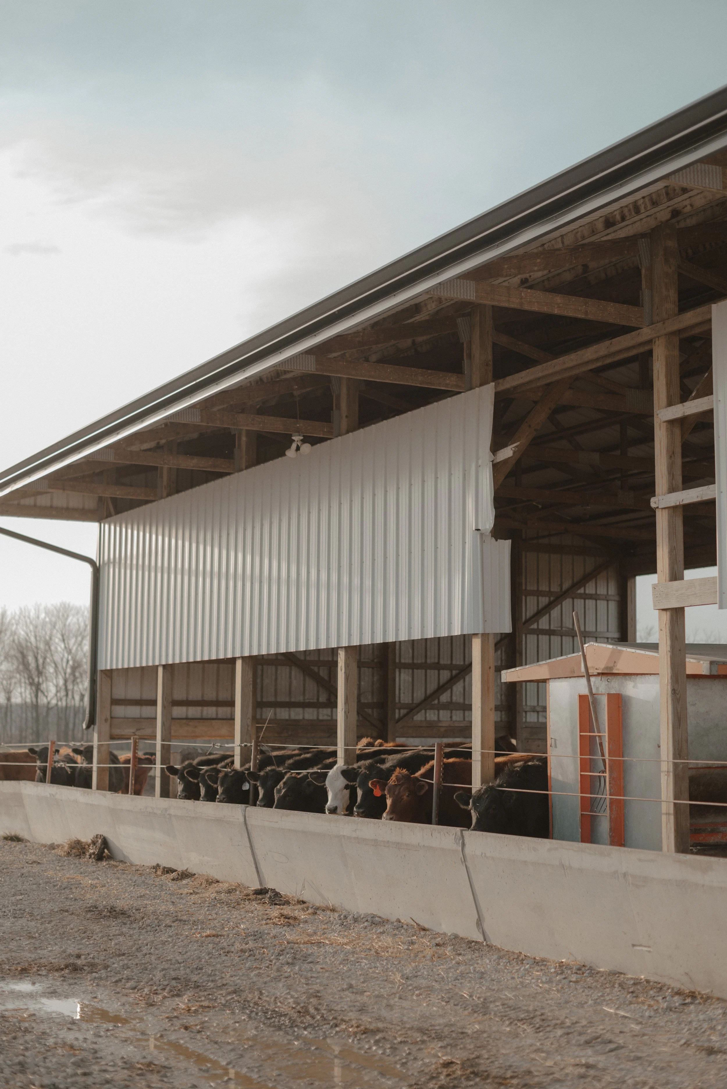 Tolin Farms | Premium Beef | Locally Raised | Crawfordsville, IN