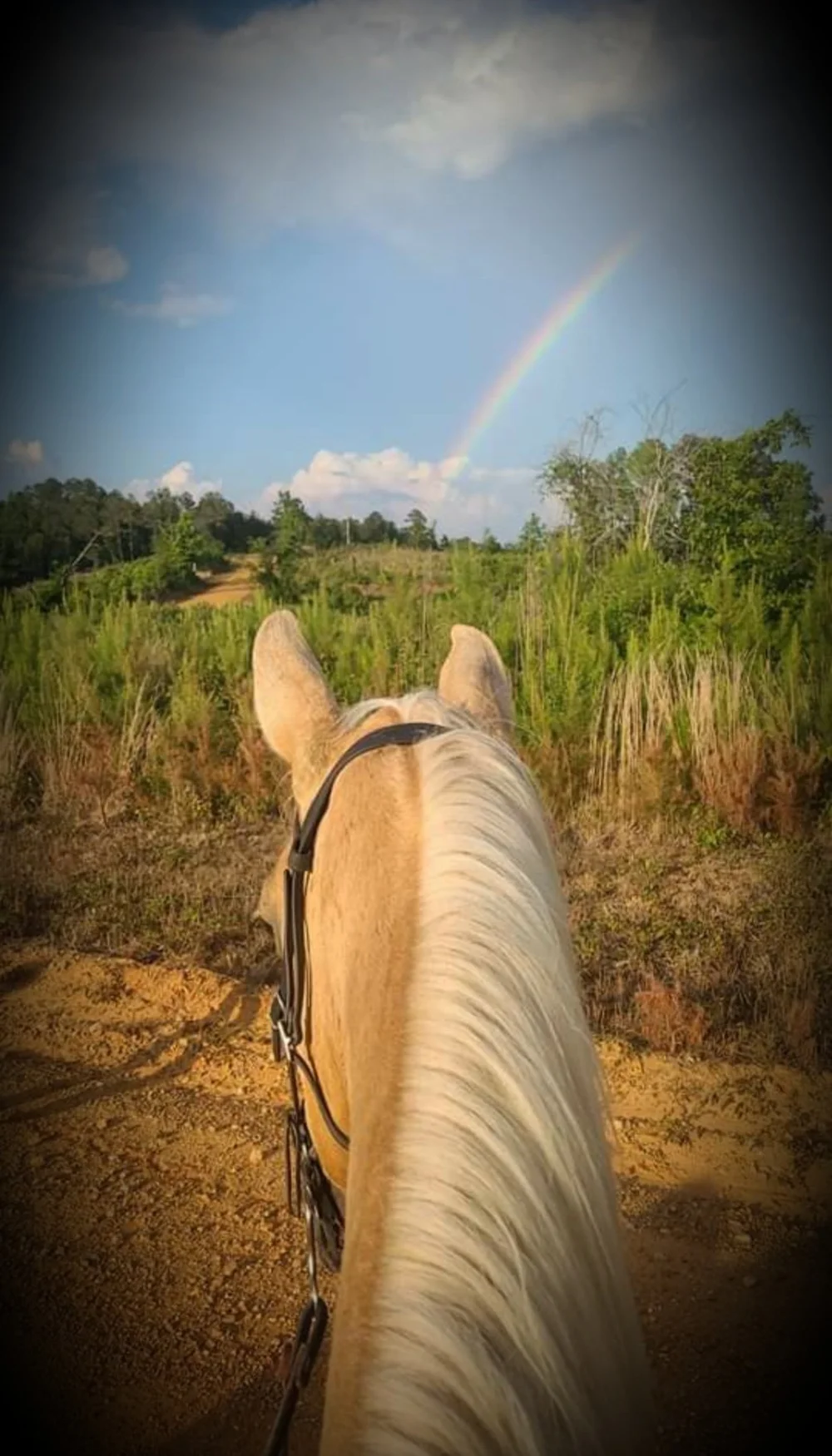 Soul of Dixie Trail Rides
