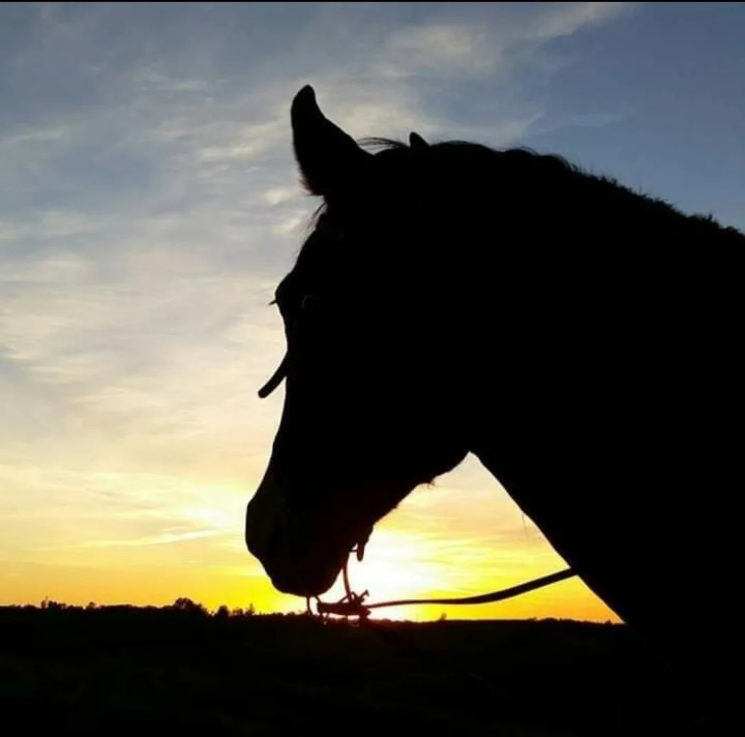 Soul of Dixie Trail Rides