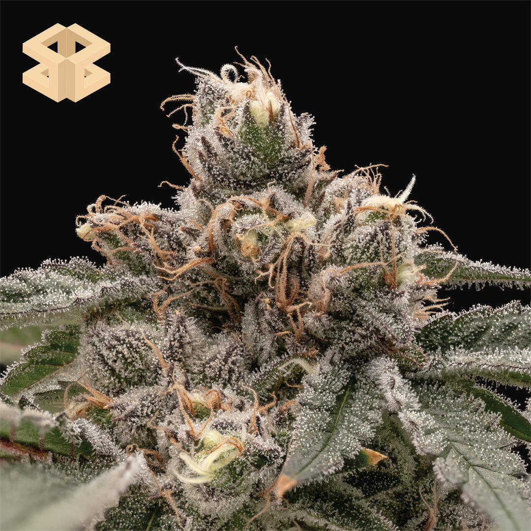 Paw Paw #31 — Burly Botanicals