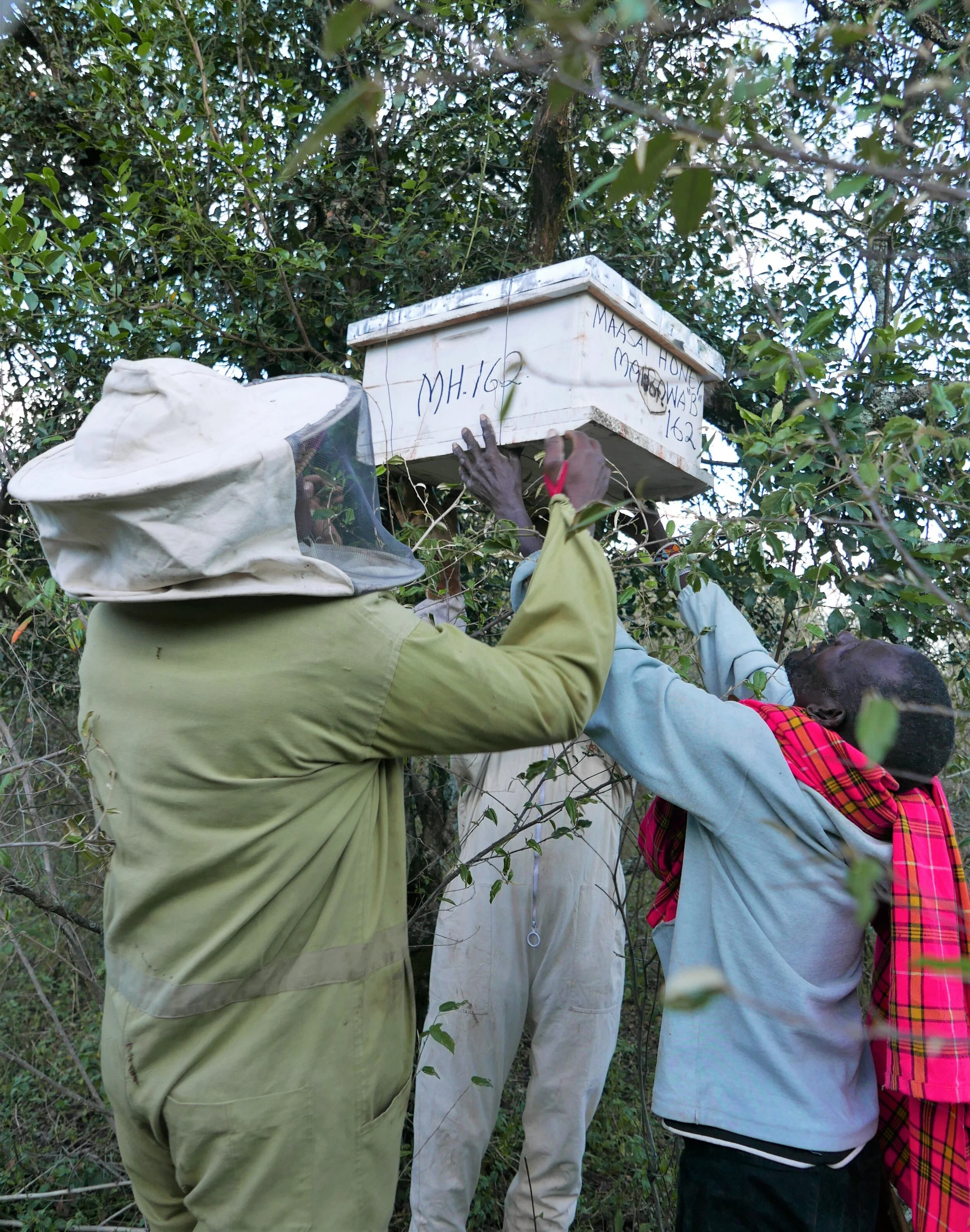 Beekeeping 101: Hanging Hives — Maasai Honey