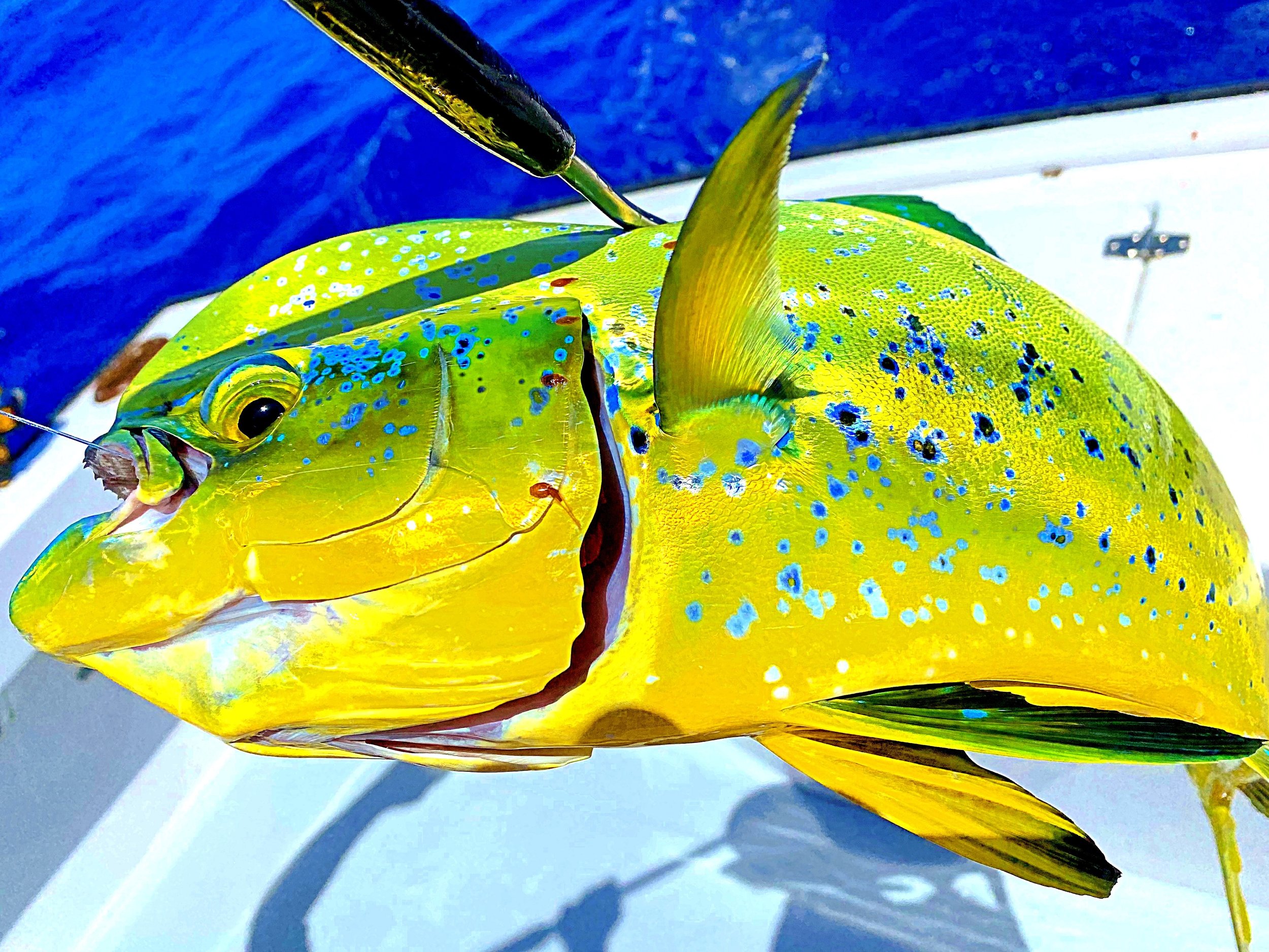 Fishing — THE HUNTSMAN'S CONSCIENCE