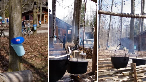 Maple Town: Explore Maple Season at Mountsberg and Crawford Lake ...