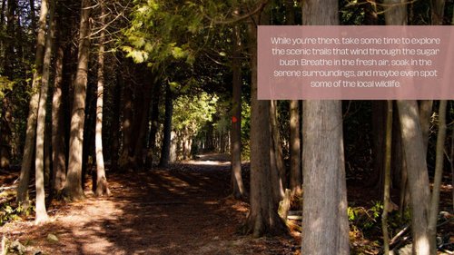 Maple Town: Explore Maple Season at Mountsberg and Crawford Lake ...