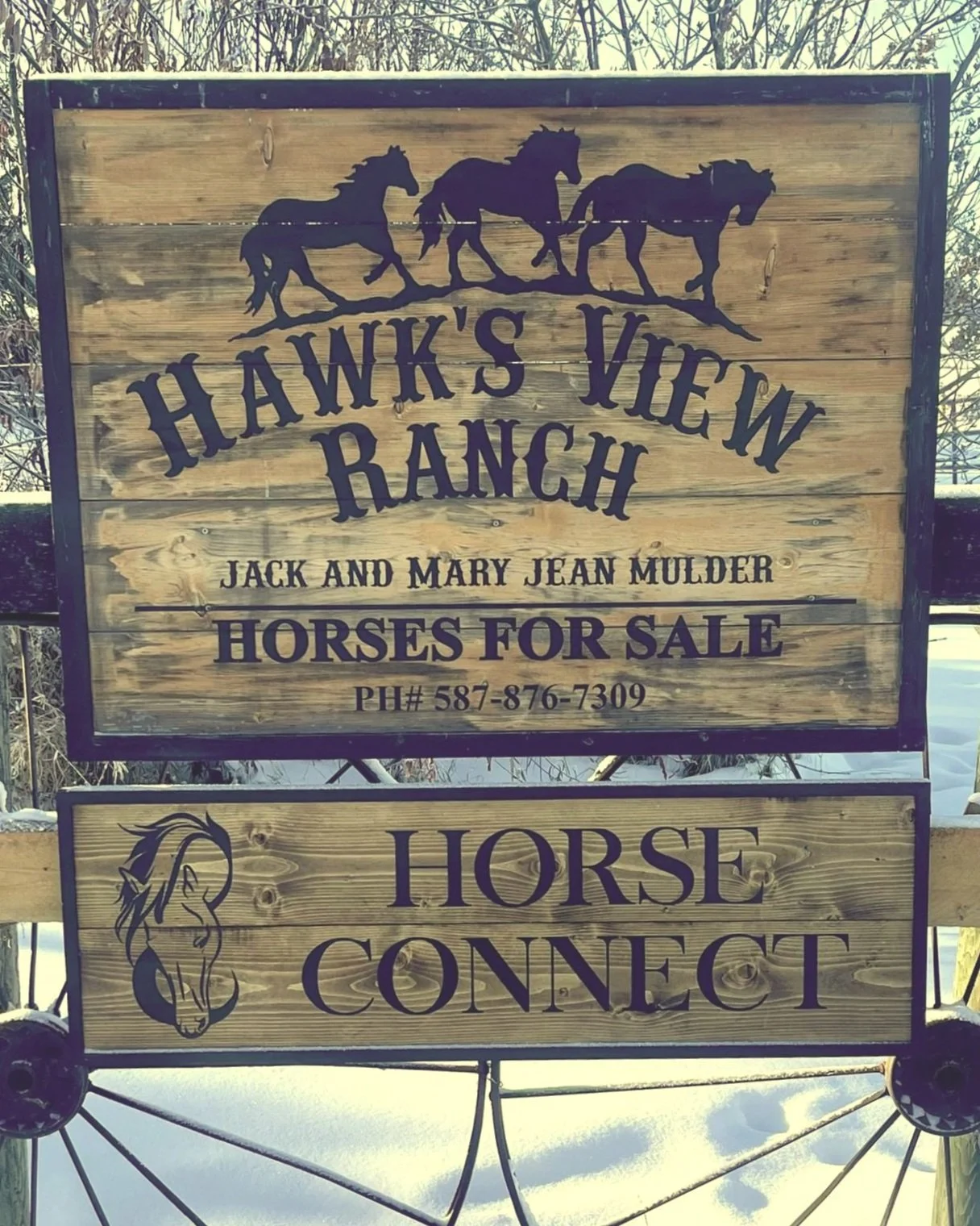 Horse Connect - Interactive Programs with Horses in Central Alberta
