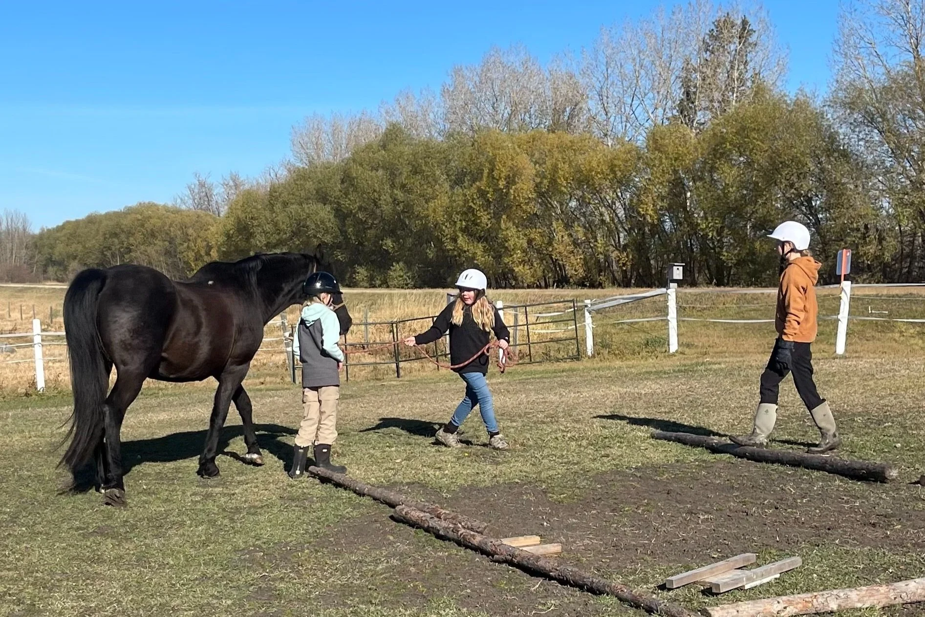 Horse Connect - Interactive Programs with Horses in Central Alberta