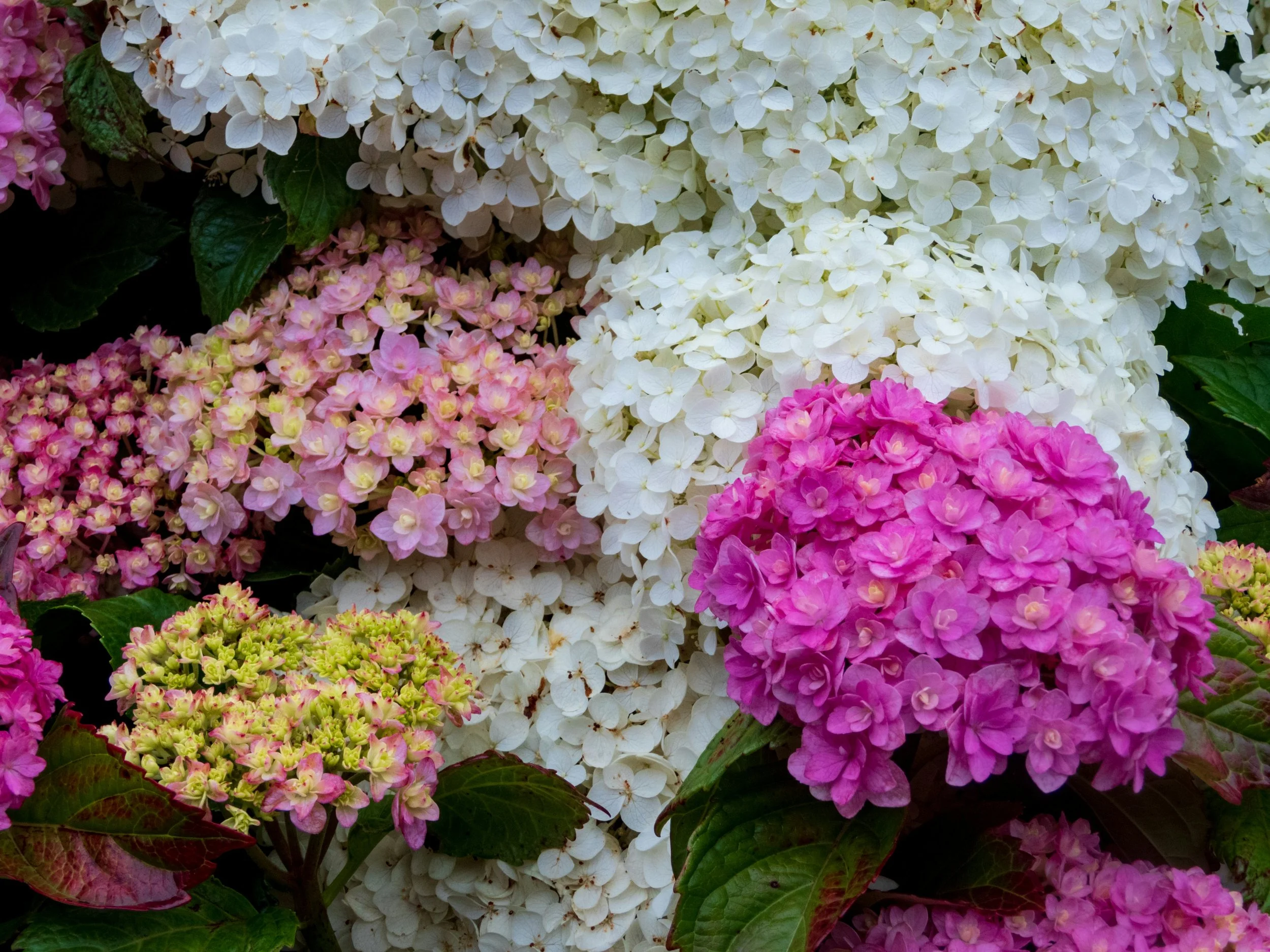 Hydrangea care guide — TOWN AND COUNTRY GARDENS