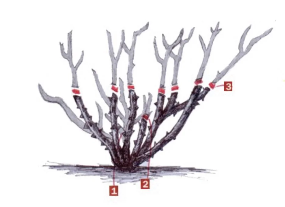 Rose pruning guide — TOWN AND COUNTRY GARDENS