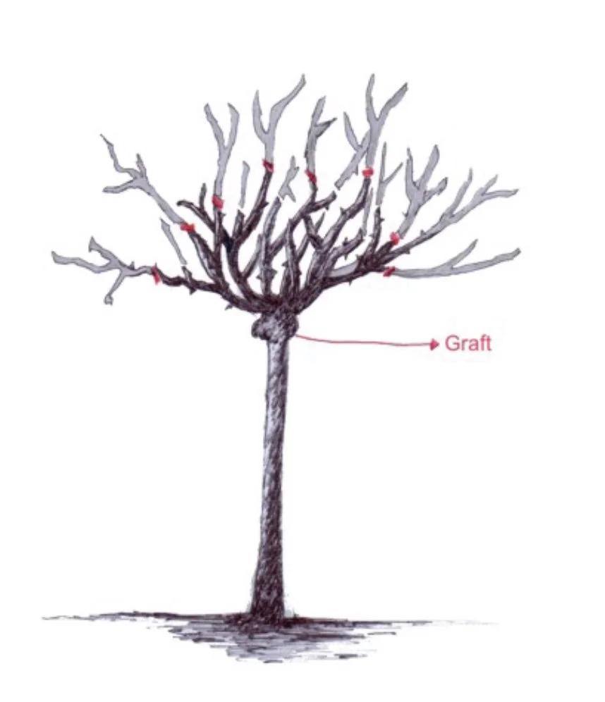 Rose pruning guide — TOWN AND COUNTRY GARDENS