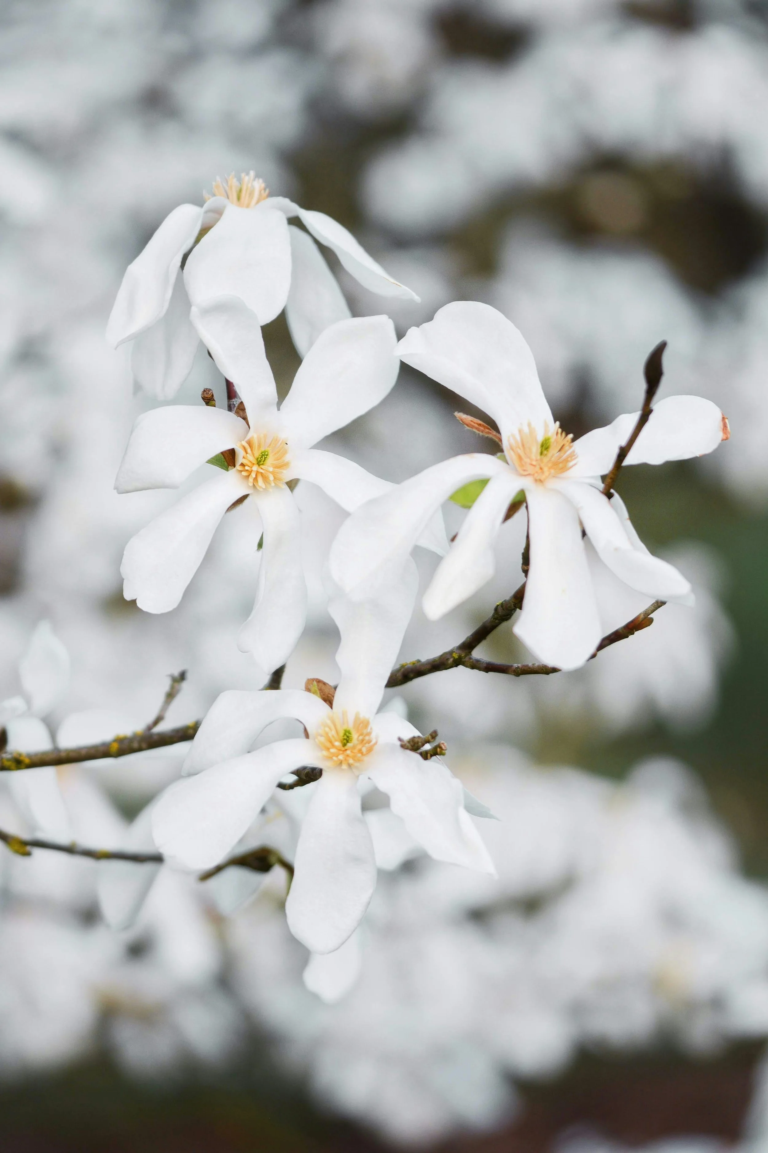 Deciduous Magnolias — TOWN AND COUNTRY GARDENS