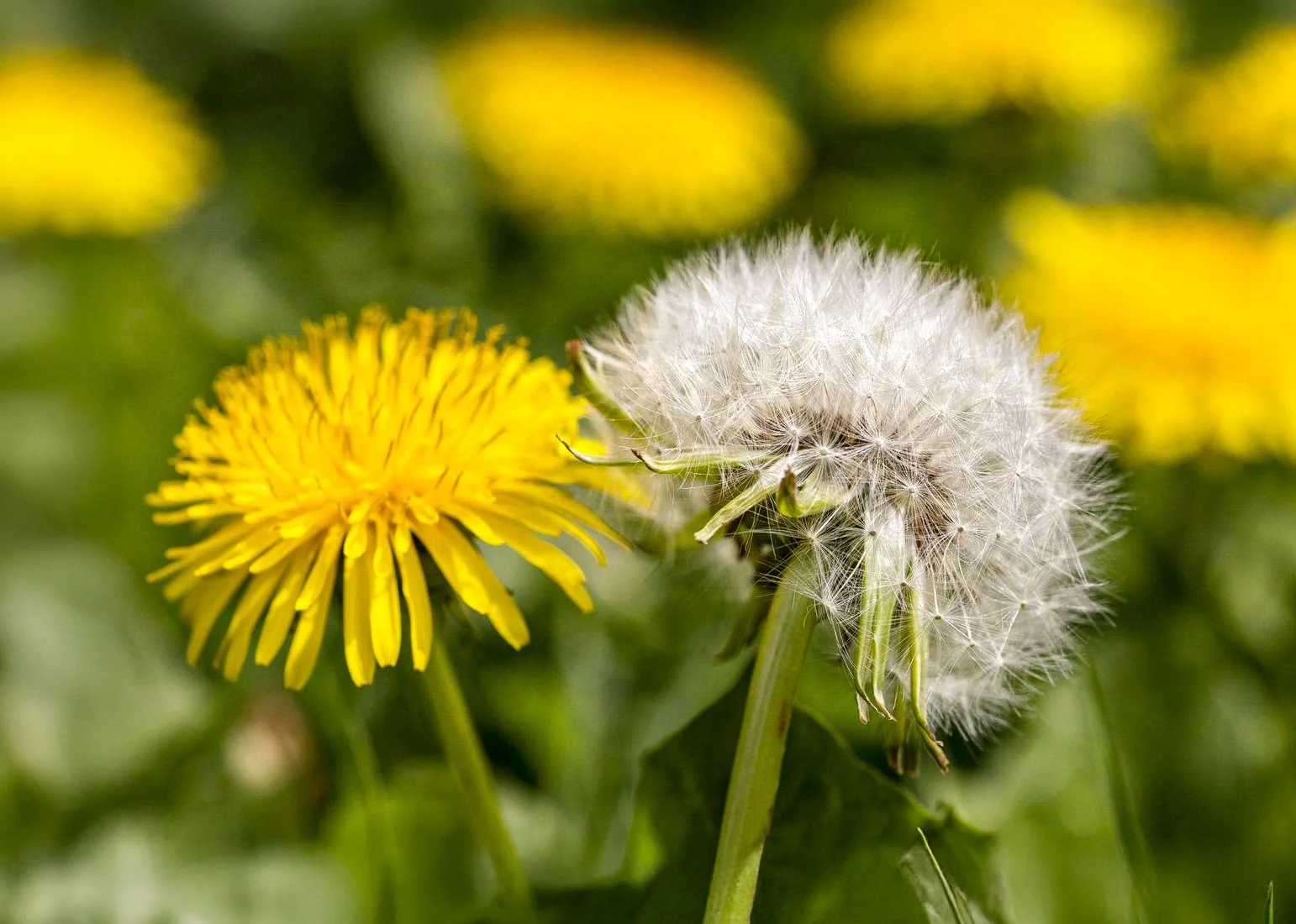 Dandelions in Canberra Lawns: How I Identify, Prevent, and Control Them ...