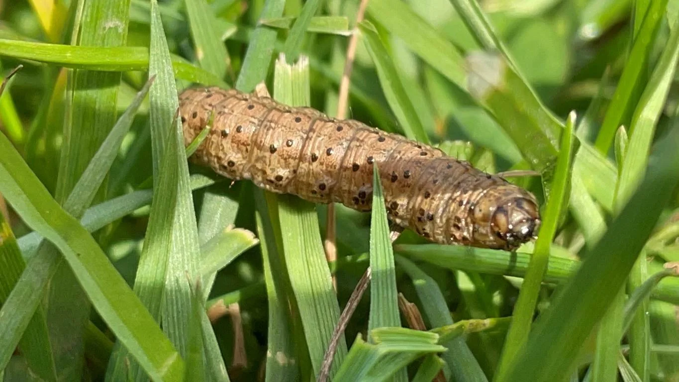 Sod Webworm in Canberra Lawns: How I Identify, Prevent, and Control It ...