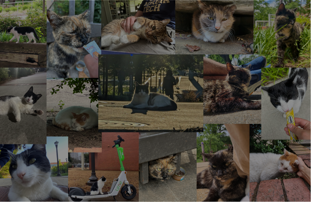Georgia Tech Campus Cats