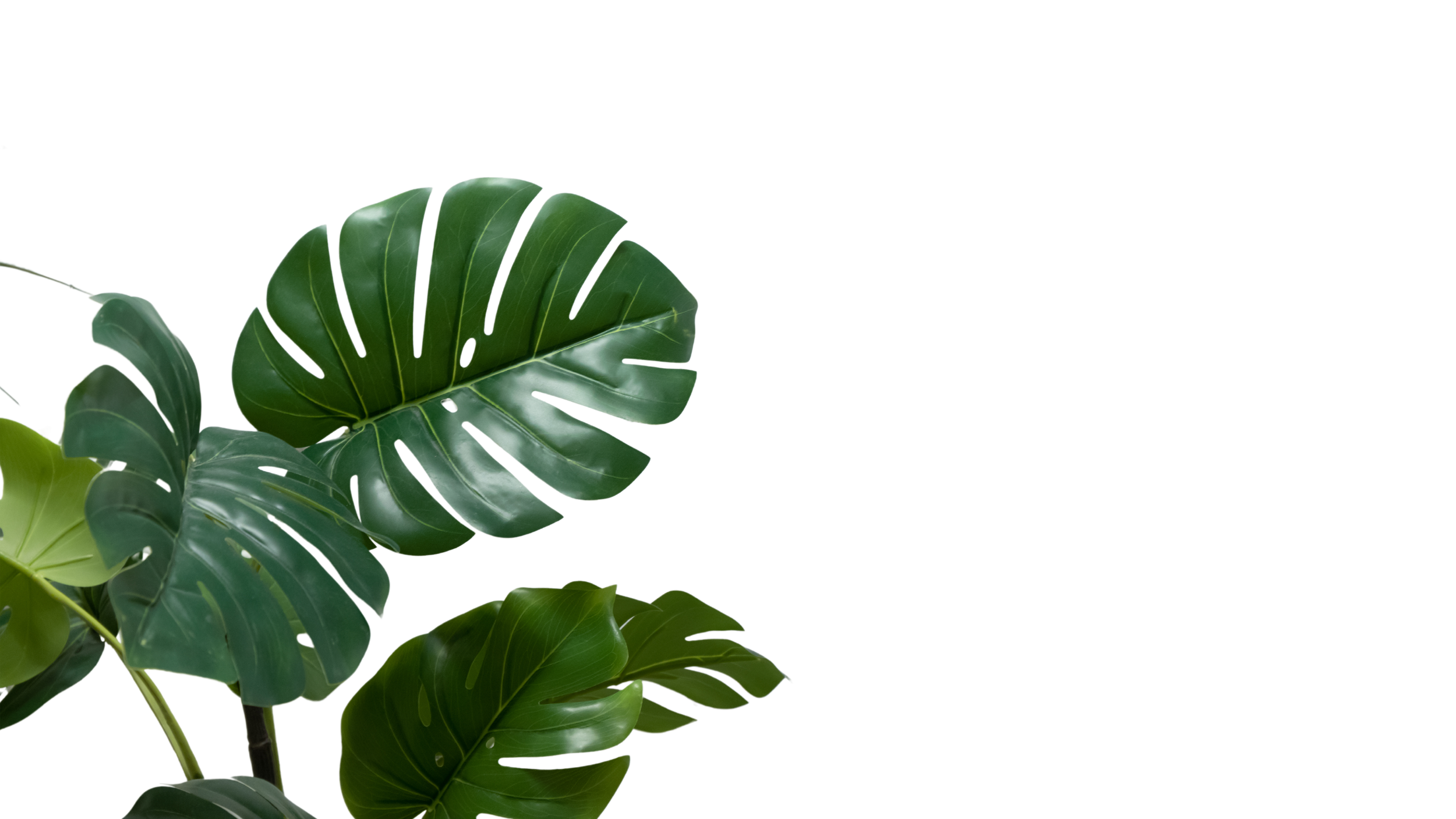 Course — Shawntà Hooks