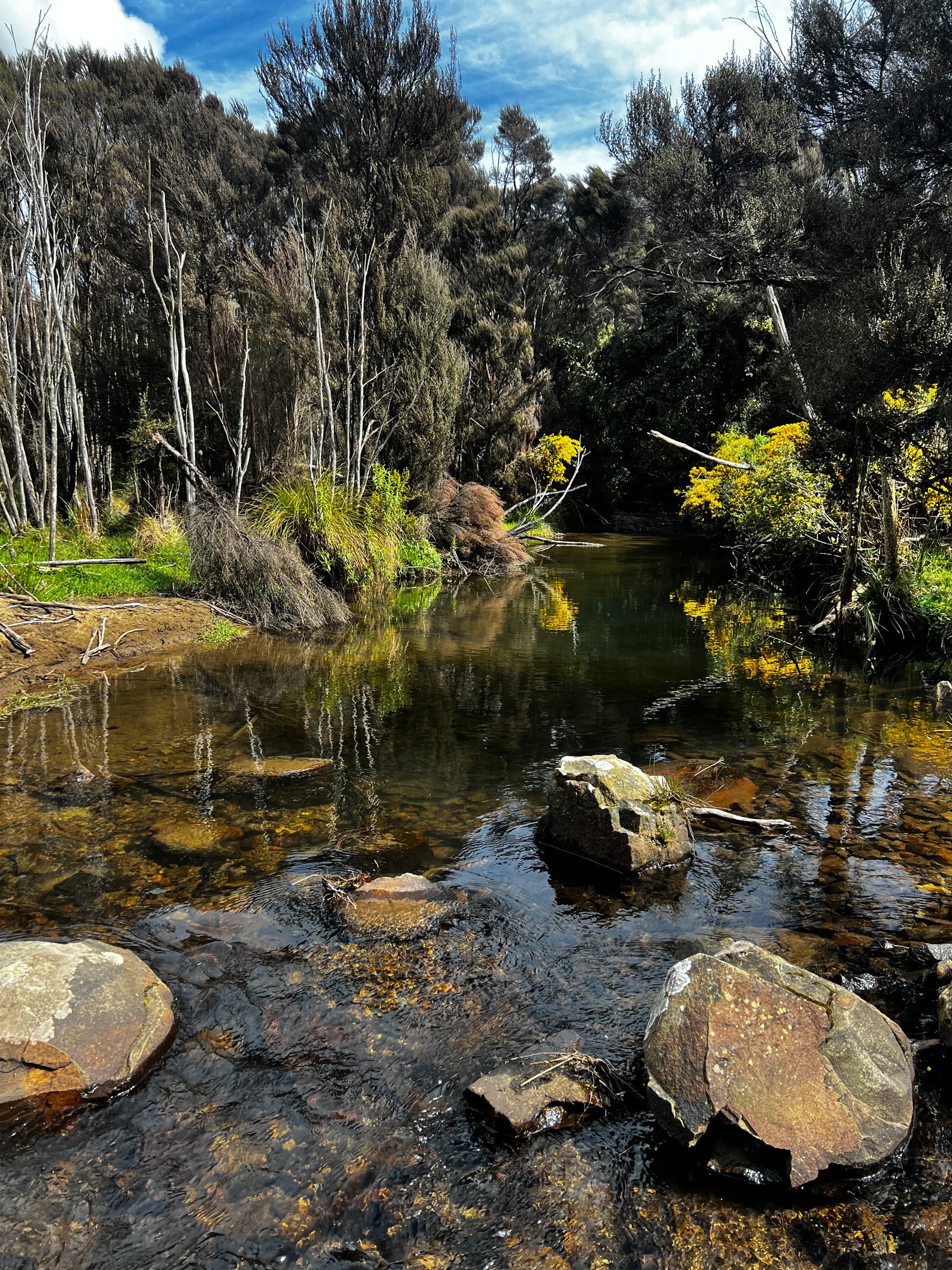Te Ao Marama | Representing Murihiku tangata whenua for resource ...