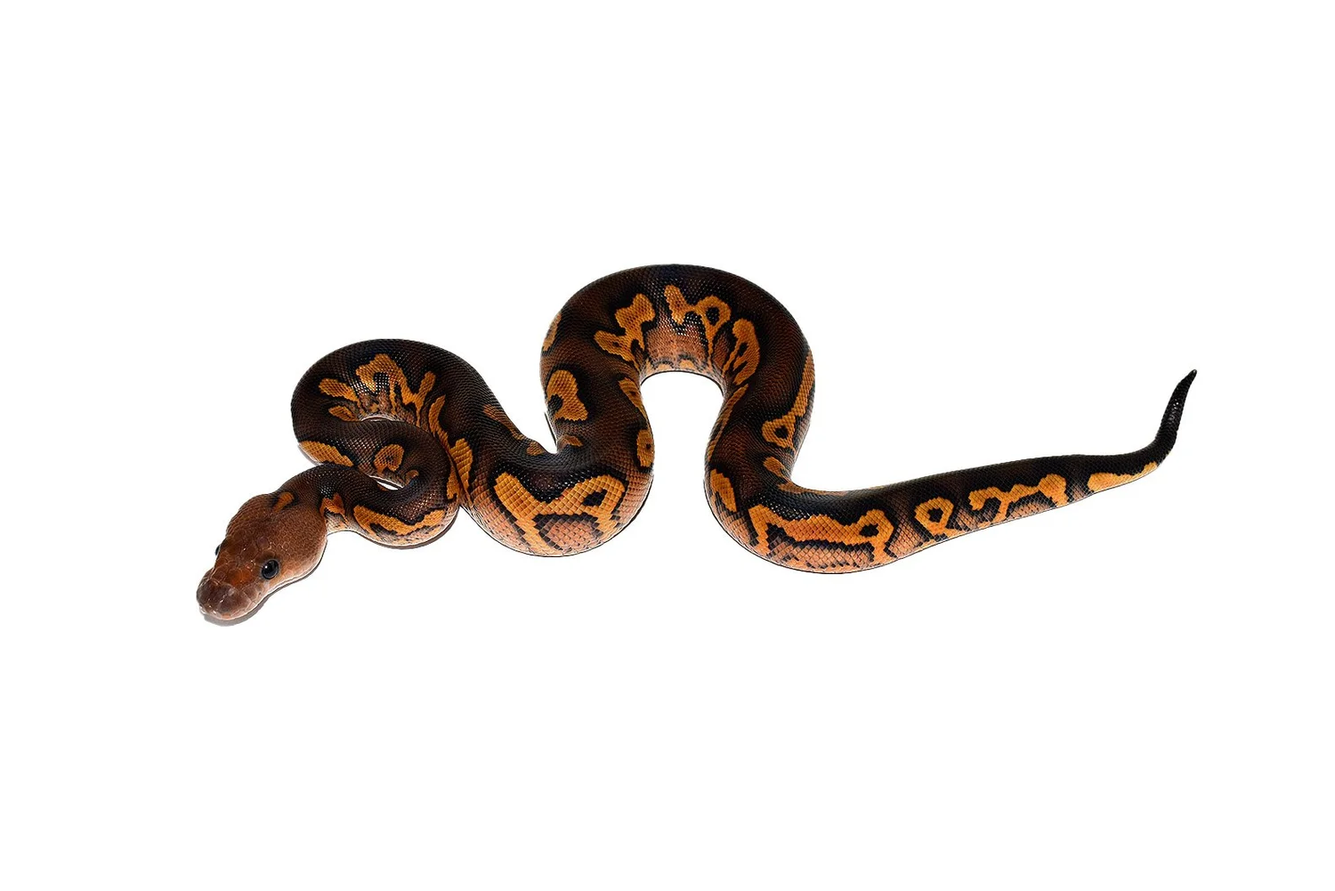 Rice Reptiles