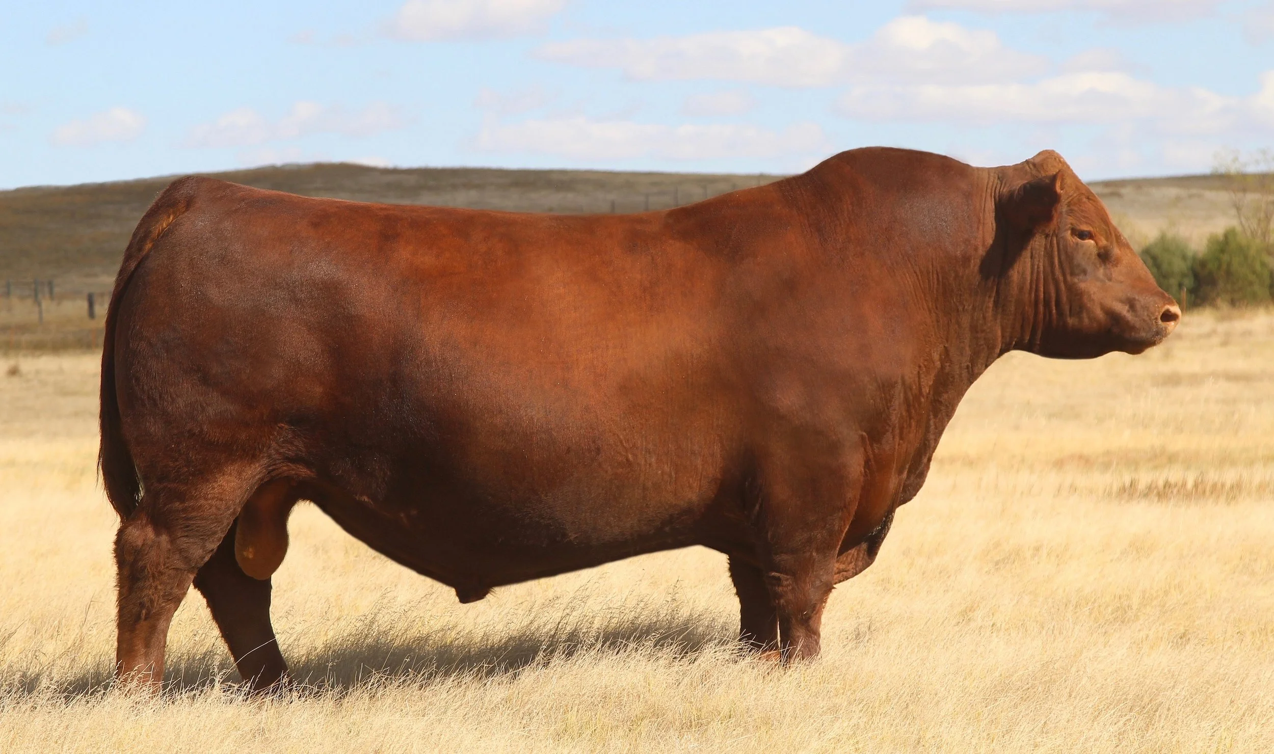Our Bulls — Buffalo Creek Red Angus