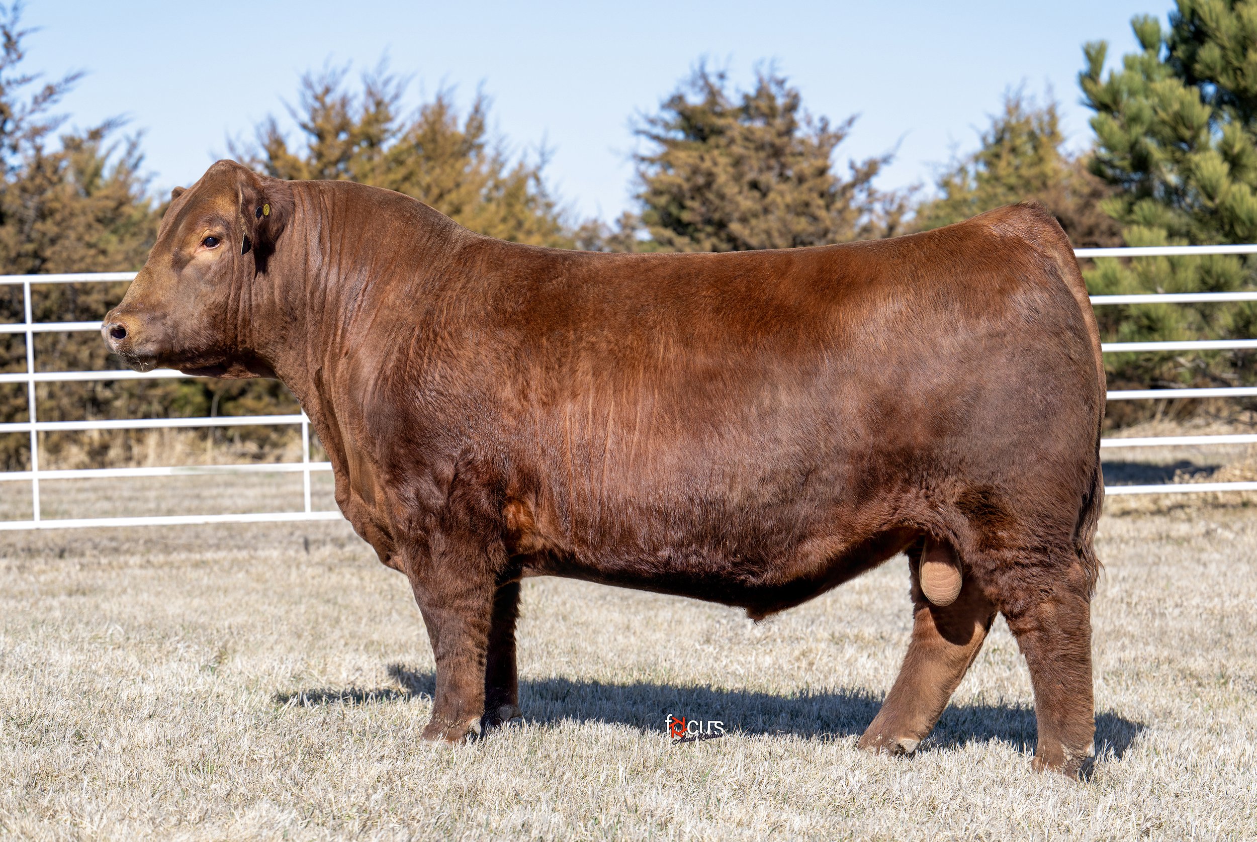 Our Bulls — Buffalo Creek Red Angus