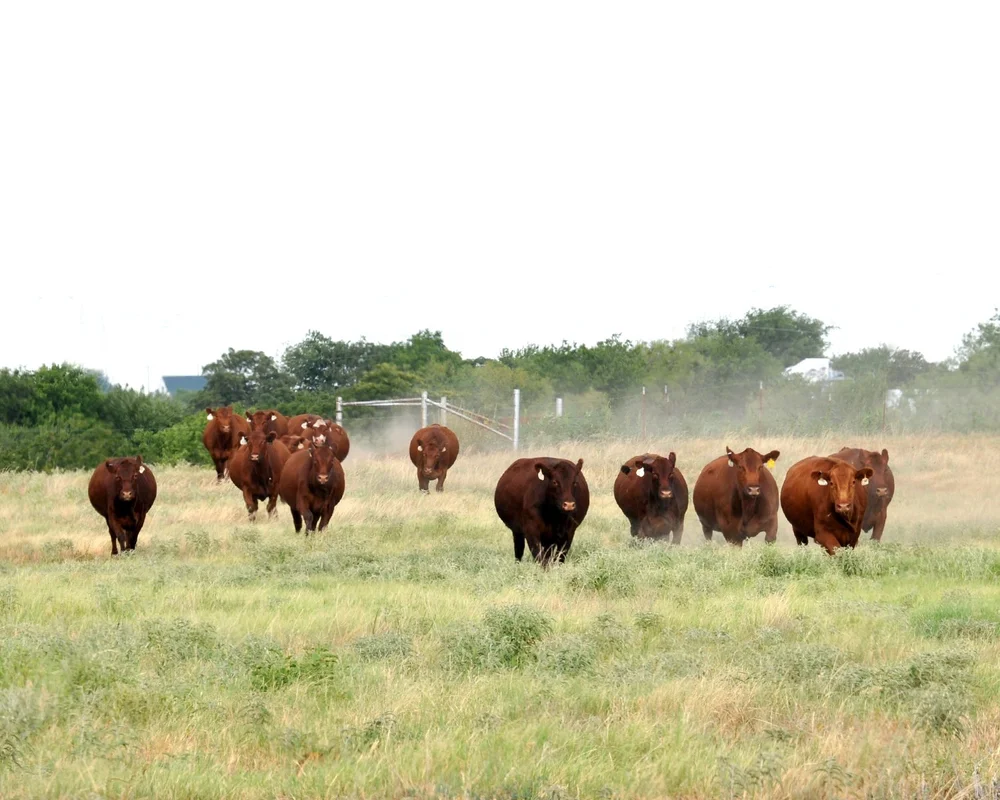 Buffalo Creek Red Angus