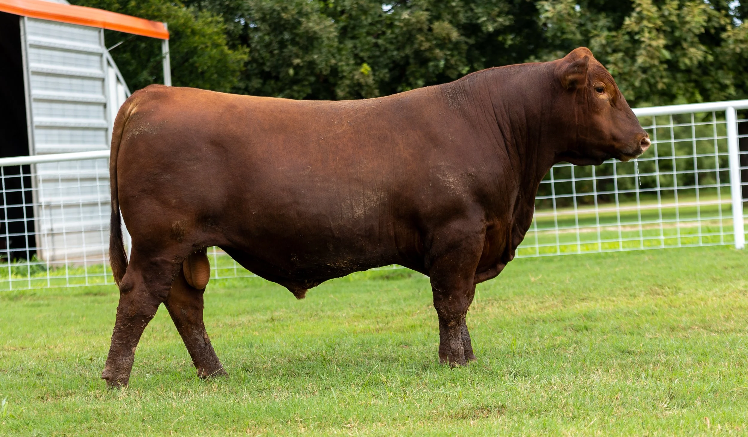 Sale Info — Buffalo Creek Red Angus