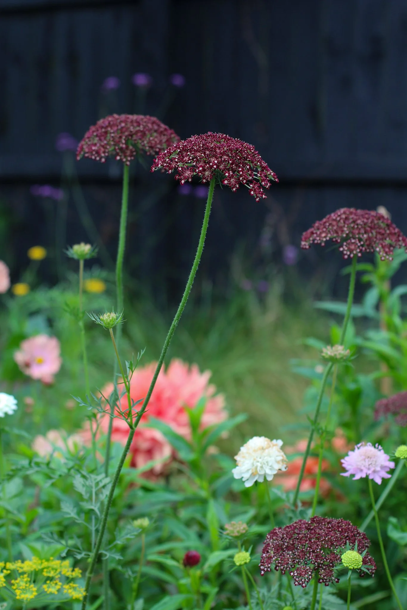 Seasonal Bloom Guide — DAYDREAM GREEN