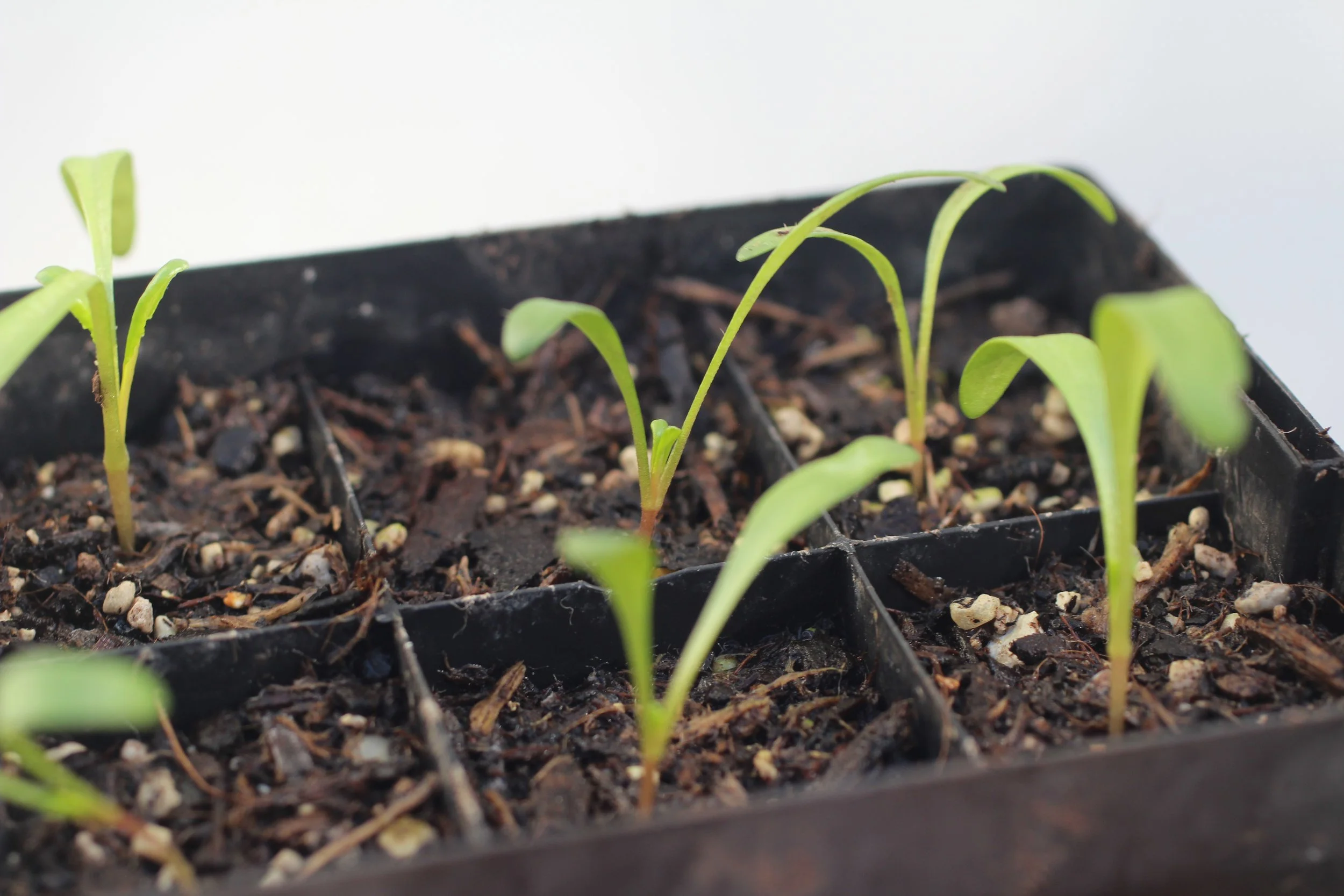 What to Sow in Spring for your Cut Flower Garden — DAYDREAM GREEN