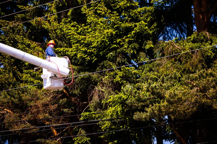 Outside Trees — IBEW Local 77
